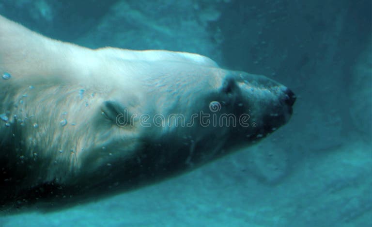 Light Refraction Bear Stock Photos - Free & Royalty-Free Stock Photos ...