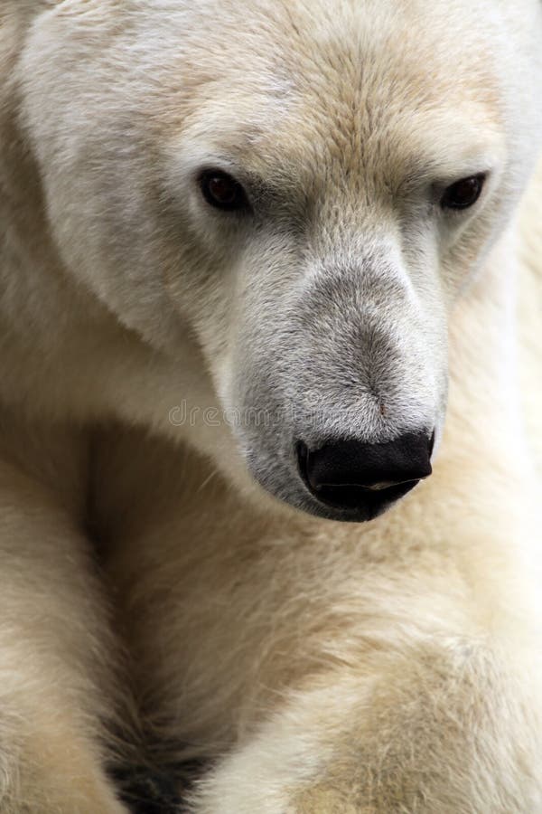 Polar bear stock image. Image of view, north, carnivore - 13162337