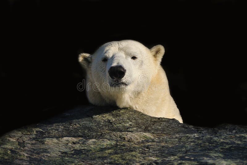 Polar Bear (Ursus Maritimus) Stock Photo - Image of pelt, polar: 18750834