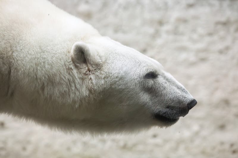 Polar Bear Ursus Maritimus. Stock Photo - Image of carnivore, european ...