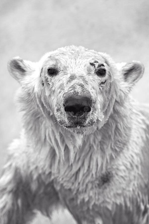 Polar Bear (Ursus Maritimus). Young Bear Looks at the Camera Stock ...
