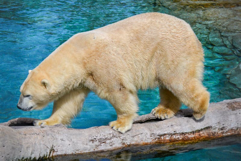 Polar Bear Balancing Stock Photos - Free & Royalty-Free Stock Photos ...
