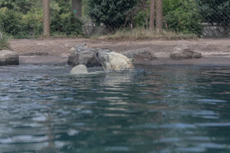 327 Polar Bear Baby Face Images Stock Photos - Free & Royalty-Free ...