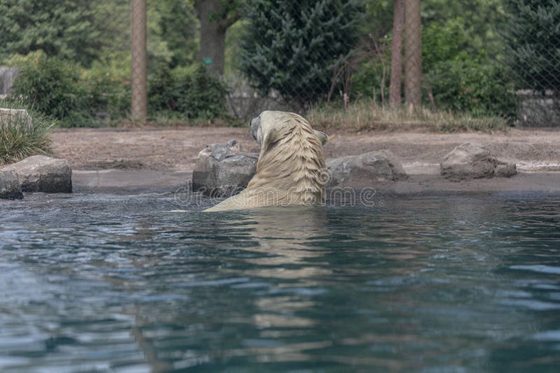 327 Polar Bear Baby Face Images Stock Photos - Free & Royalty-Free ...