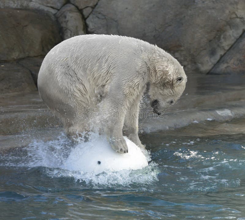 399 Polar Bear Ball Stock Photos - Free & Royalty-Free Stock Photos ...