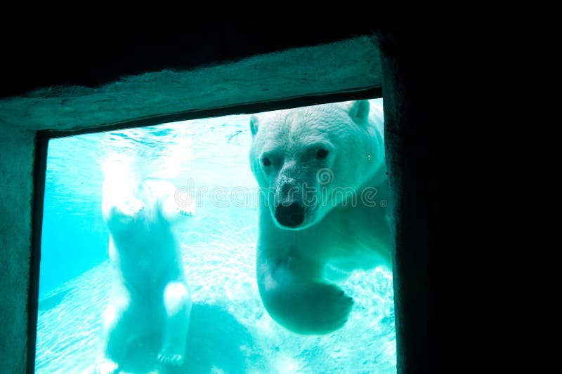 Polar Bear through a Window Stock Photo - Image of watching, bear: 17655538