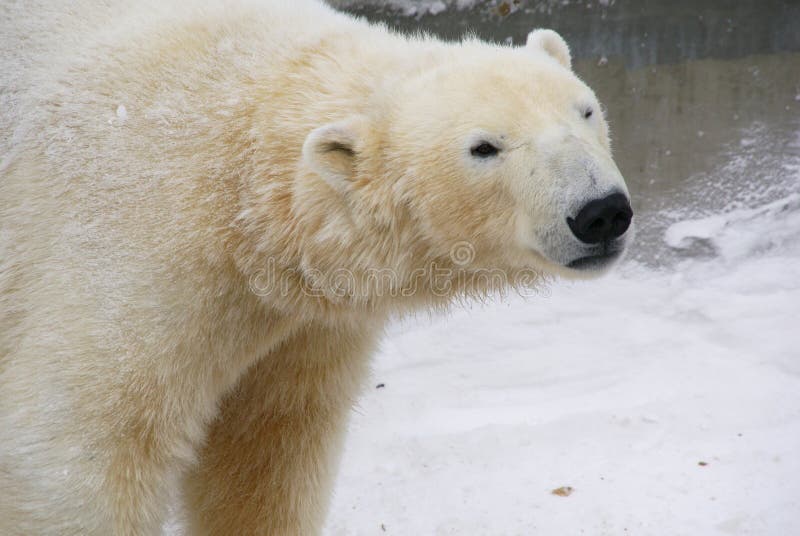 Polar Bear in Winter Close Up Stock Image - Image of black, bear: 178748475