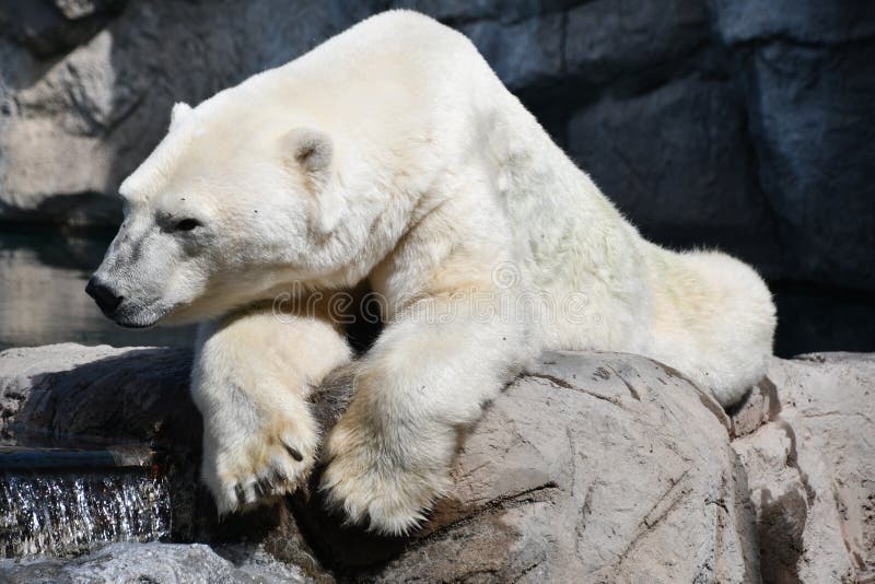 Polar Bear stock photo. Image of playing, animal, pool - 259102988