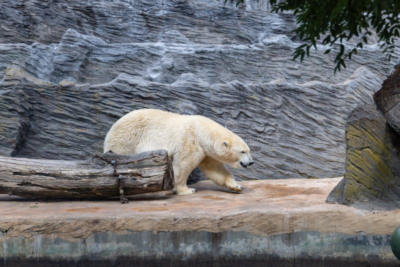 Polar bear in a zoo stock photo. Image of paws, captivity - 254333418
