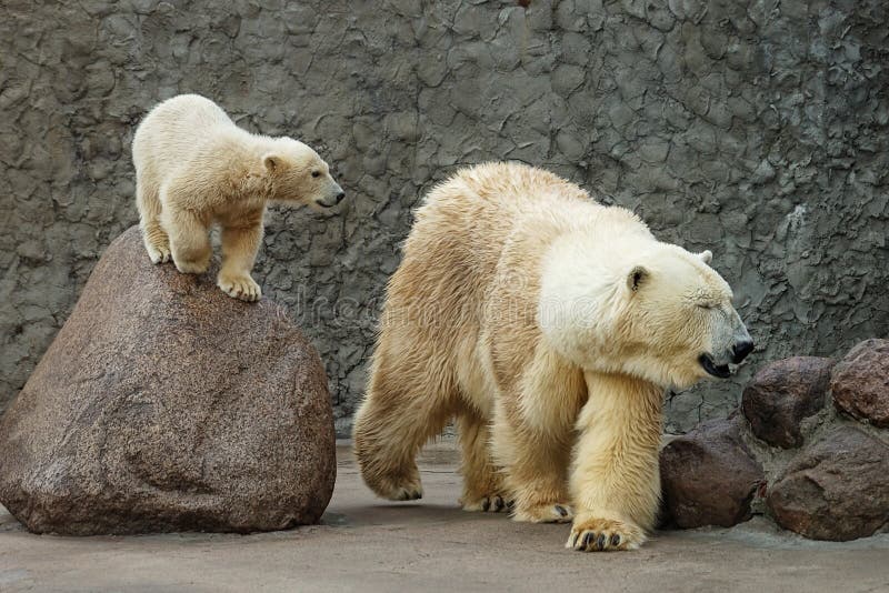 Two Young Polar Bears Playing Stock Photo - Image of bear, happy: 21114662