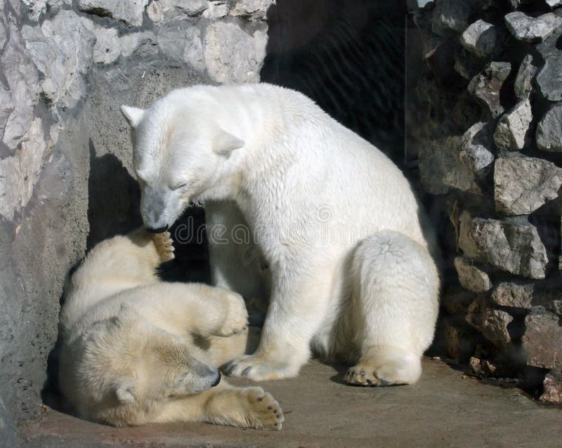 Two Young Polar Bears Playing Stock Photo - Image of bear, happy: 21114662