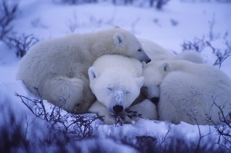 Two Young Polar Bears Playing Stock Photo - Image of bear, happy: 21114662