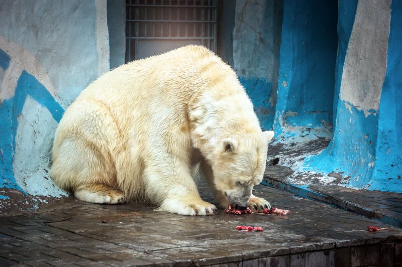 A Polar Bears Cleans Up Its Bloody Face and Body after Killing Stock ... A Polar Bears Cleans Up Its Bloody Face and Body after Killing Stock ...