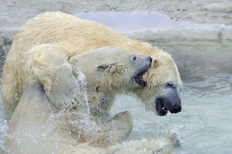 Polar Bears at Play stock photo. Image of absract, power - 11517790