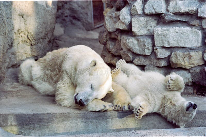 Polar bears at rest stock image. Image of white, sleep - 2792869