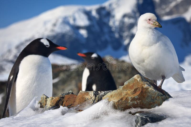 Polar birds stock image. Image of antipodes, blue, season - 16454981