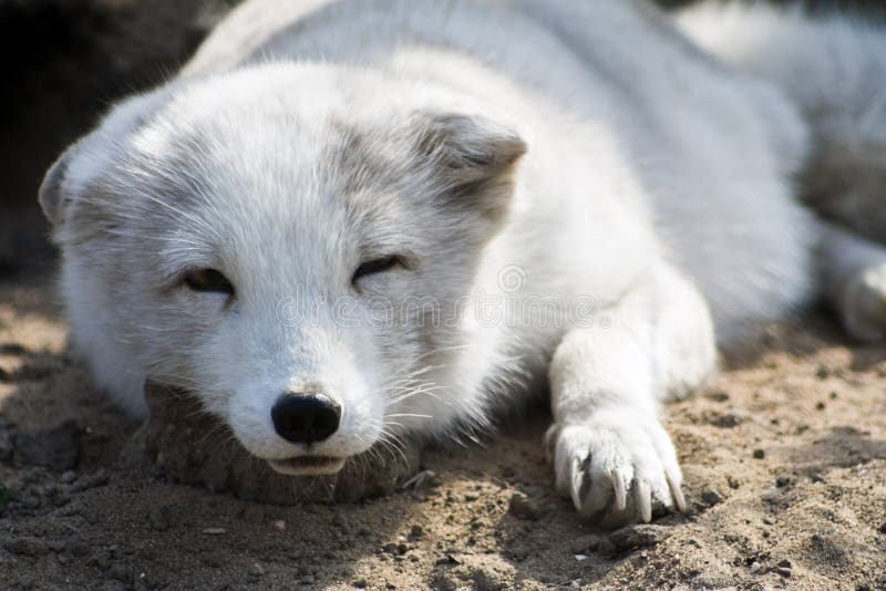 Polar fox stock photo. Image of mammals, carnivor, mammal - 13243316