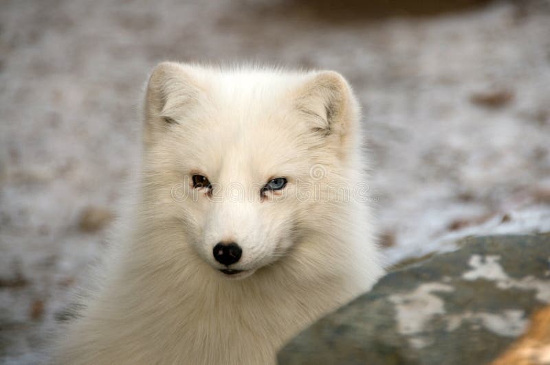 Polar fox. stock image. Image of black, beauty, animal - 17892619