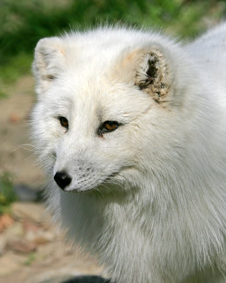 Polar Fox 5 stock image. Image of ecology, cold, animal - 2391647