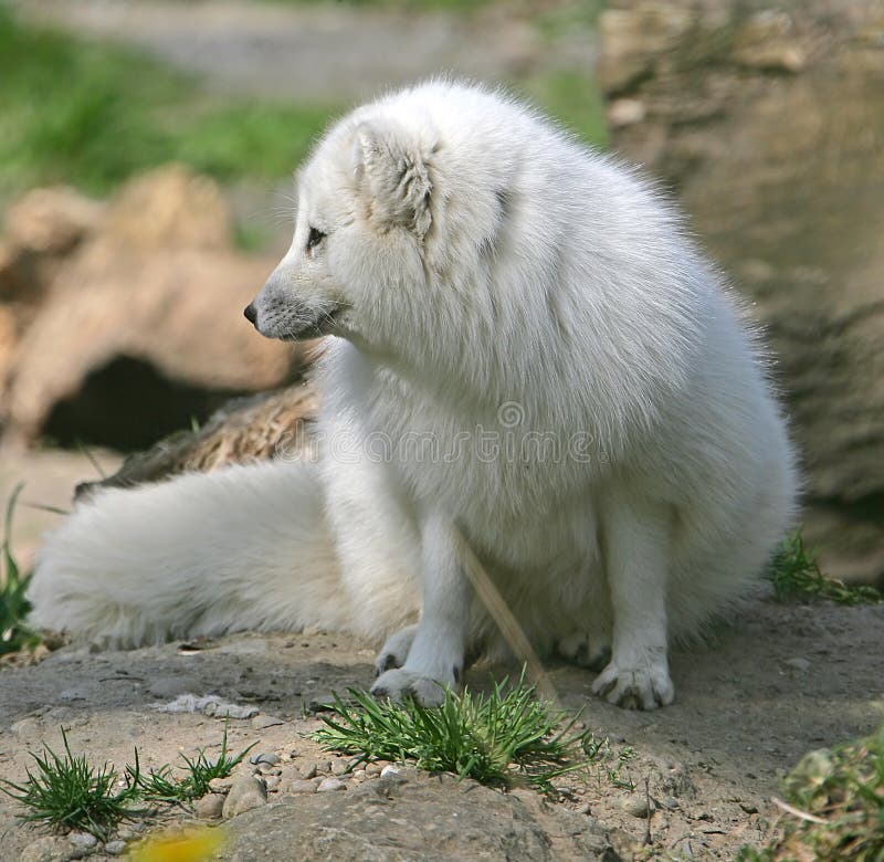 Polar Fox 7 stock photo. Image of tundra, wildlife, snow - 2391818