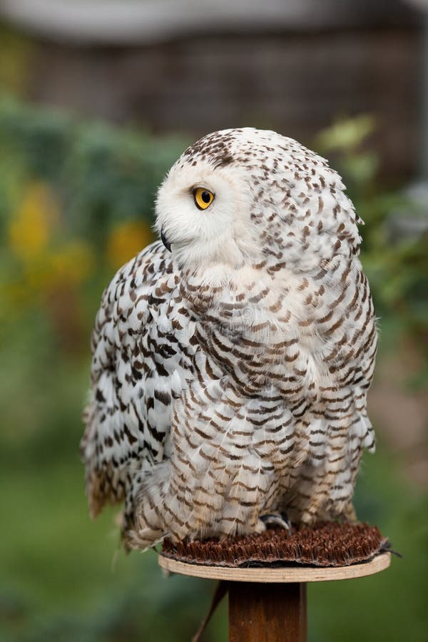 Polar owl sits in summer stock photo. Image of cartoon - 192480830