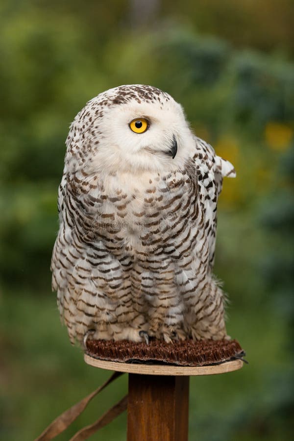 Polar owl sits in summer stock image. Image of beautiful - 192481067