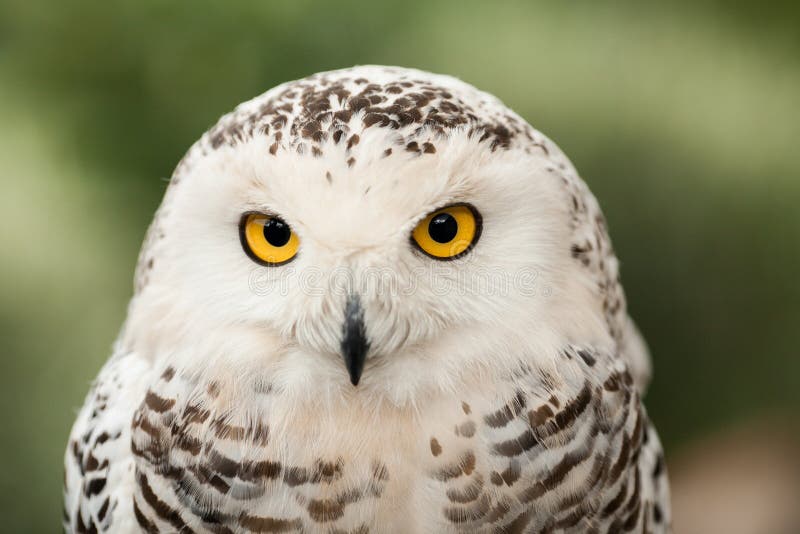 Polar owl sits in summer stock image. Image of flight - 192481461