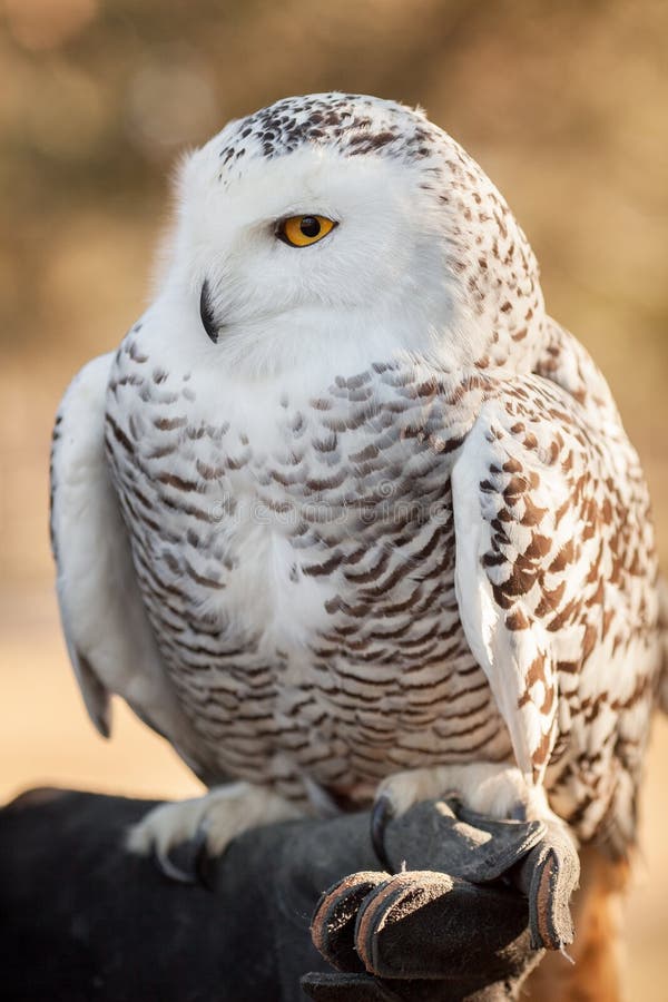 Polar Owl in Yellow Sunset Light Stock Photo - Image of lurk, black ...