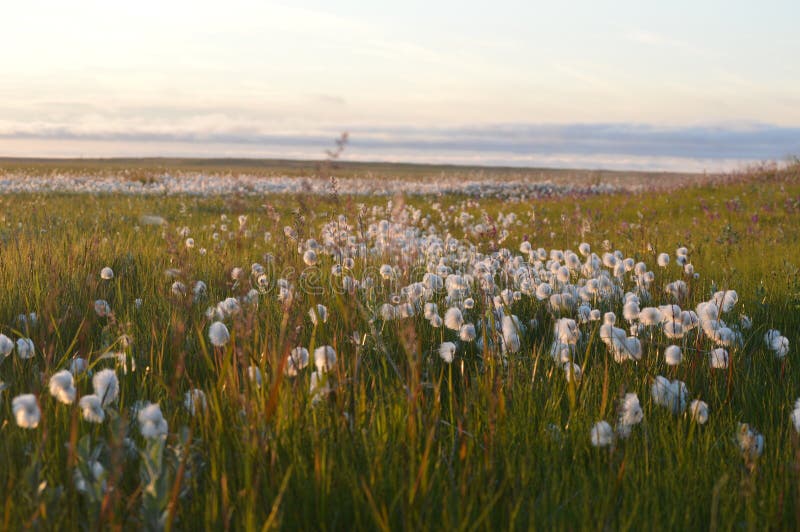 Polar Plants Under the Sunlight Stock Photo - Image of morning, grass ...