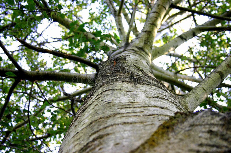 Polar tree stock image. Image of leaves, tree, white - 75979909