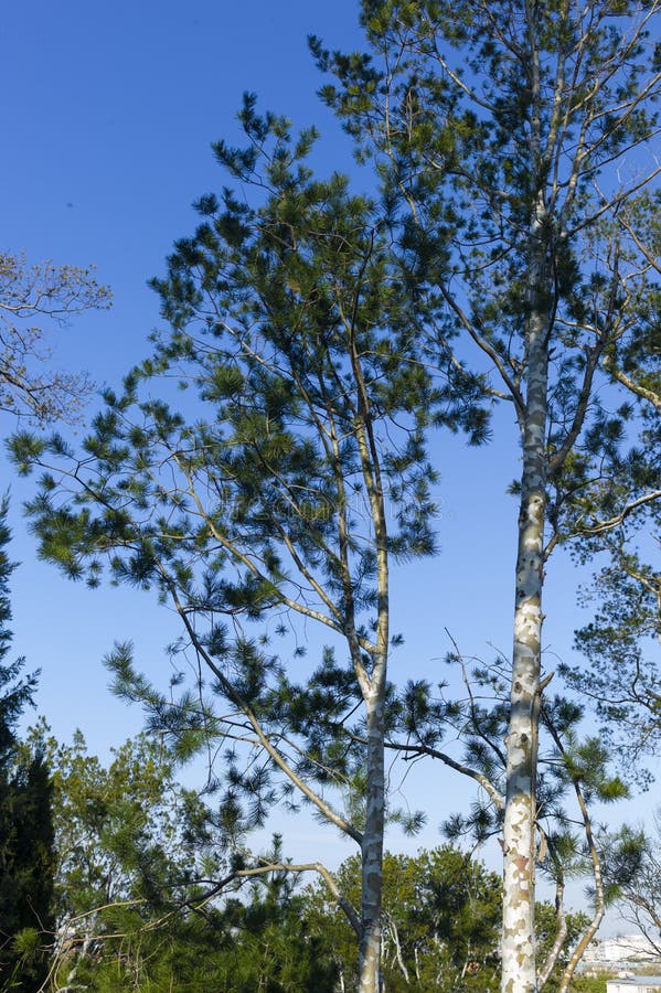 Polar trees and blue sky stock photo. Image of branch - 188342536