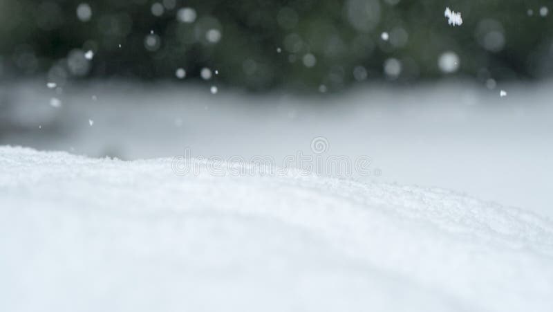 Polar Vortex in the Pacific Northwest Stock Photo - Image of blizzard ...