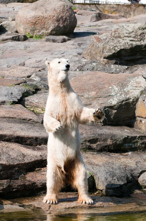 A Polar White Bear in the Desert. a Future Possible Effect of Climate ...