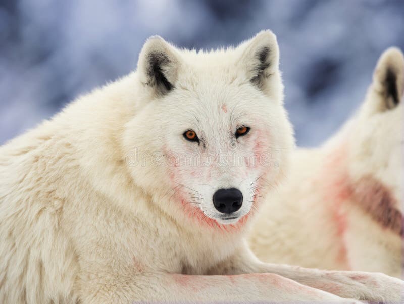 Polar White Wolf after Eating on Gray Background Stock Image - Image of ...