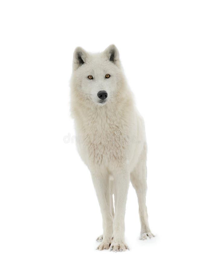 Polar White Wolf Isolated on White Stock Image - Image of snowy ...