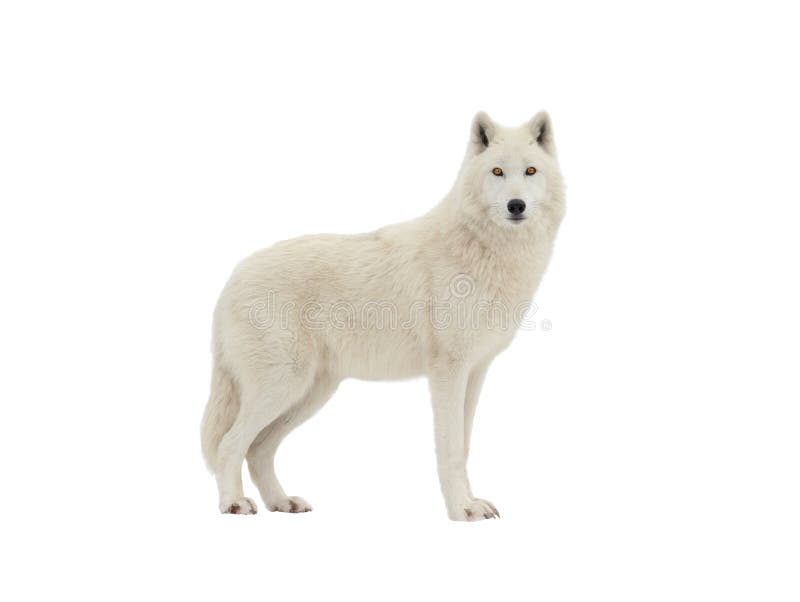 Polar White Wolf Isolated on White Background Stock Photo - Image of ...