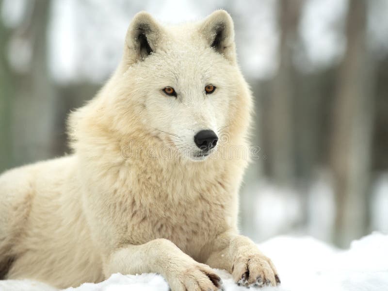 Polar White Wolf Lies on the Background of Forest Stock Photo - Image ...