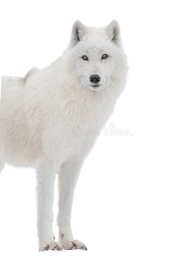 Polar White Wolf Looks Intently into the Camera Isolated Stock Image ...