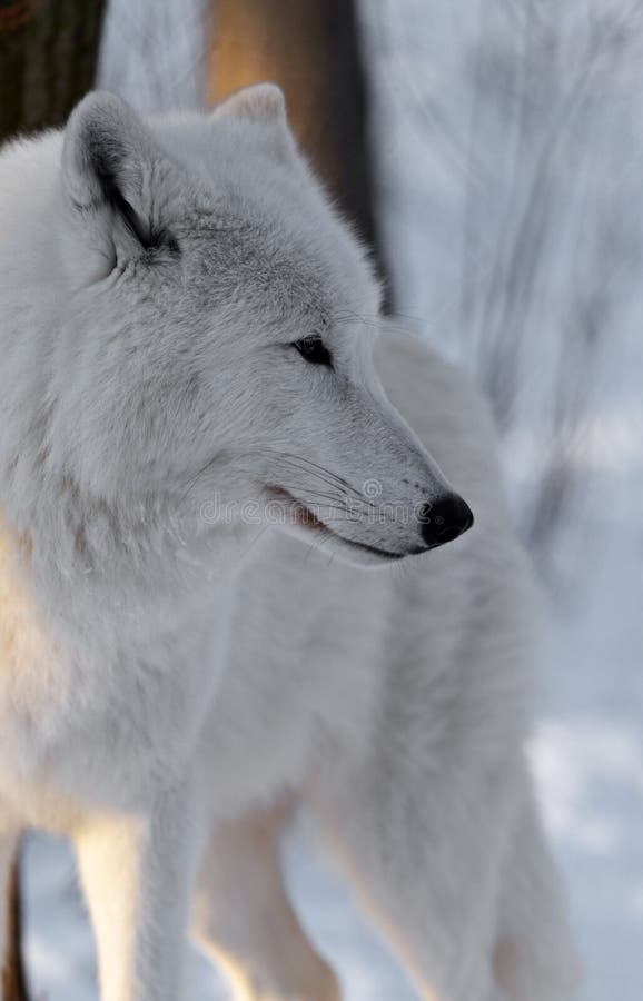 Polar wolf stock image. Image of animal, careful, nature - 28700849