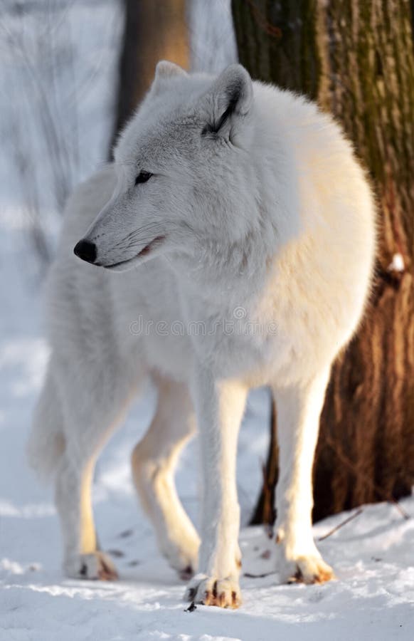 Arctic Wolf stock photo. Image of forest, nature, careful - 41814718