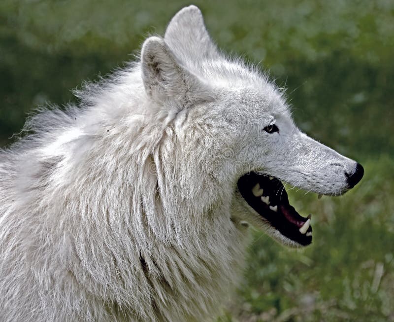 Polar Wolf 8 Stock Photos - Free & Royalty-Free Stock Photos from ...