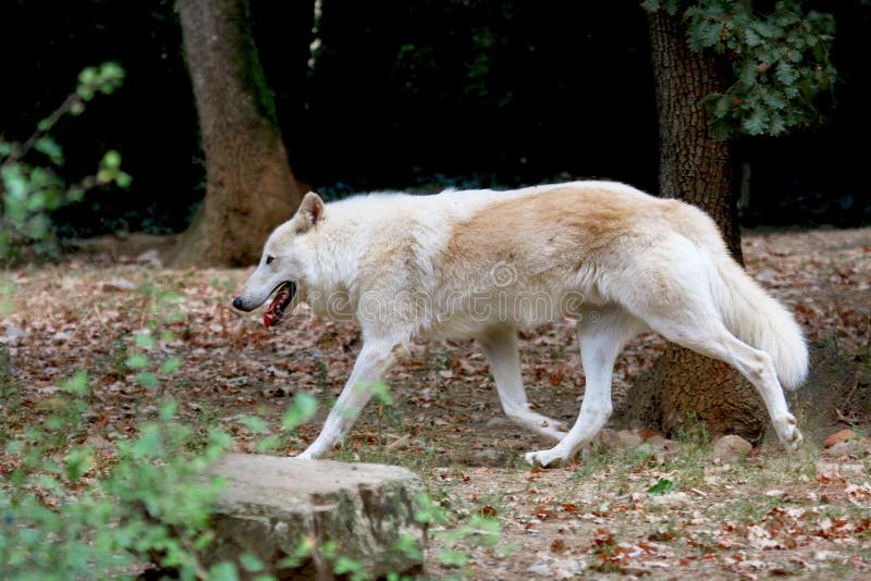 Polar Wolf Running in the Forest in Autumn Stock Image - Image of ...