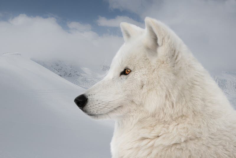 Polar Wolf in the Background of Mountain Landscape Stock Image - Image ...