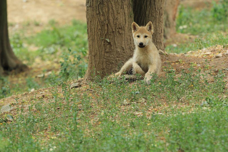 Polar wolf cub stock image. Image of mammal, young, arctic - 120132847