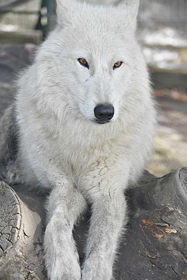 Polar Wolf Dozing with Its Paws Folded in the Zoo Stock Image - Image ...