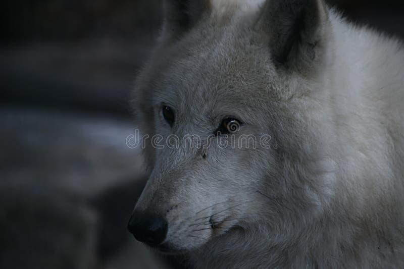 Polar wolf head close up stock photo. Image of look - 260736466
