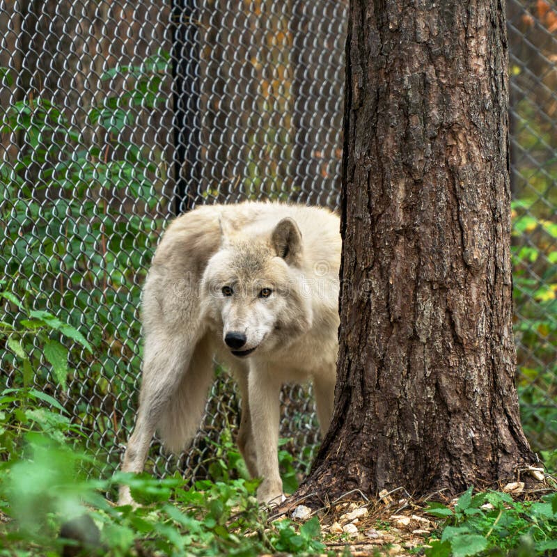 Polar Wolf Hiding Behind a Thick Pine Tree Stock Image - Image of hunt ...