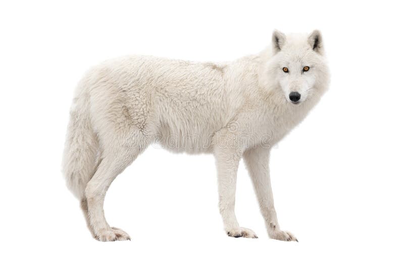 Polar Wolf Isolated on a White Stock Image - Image of north, winter ...
