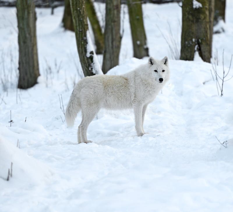 Polar wolf stock photo. Image of animal, cautious, platoyadnye - 33088846