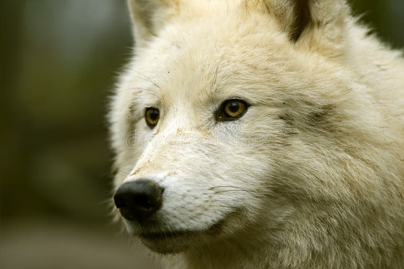 Polar wolf stock photo. Image of white, mammals, attentive - 35623714